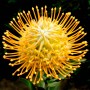 Protea World, Protea Plants Online and Nursery, Moonlight - Protea World