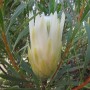 Protea World, Protea Plants Online and Nursery, White Repens - Protea World