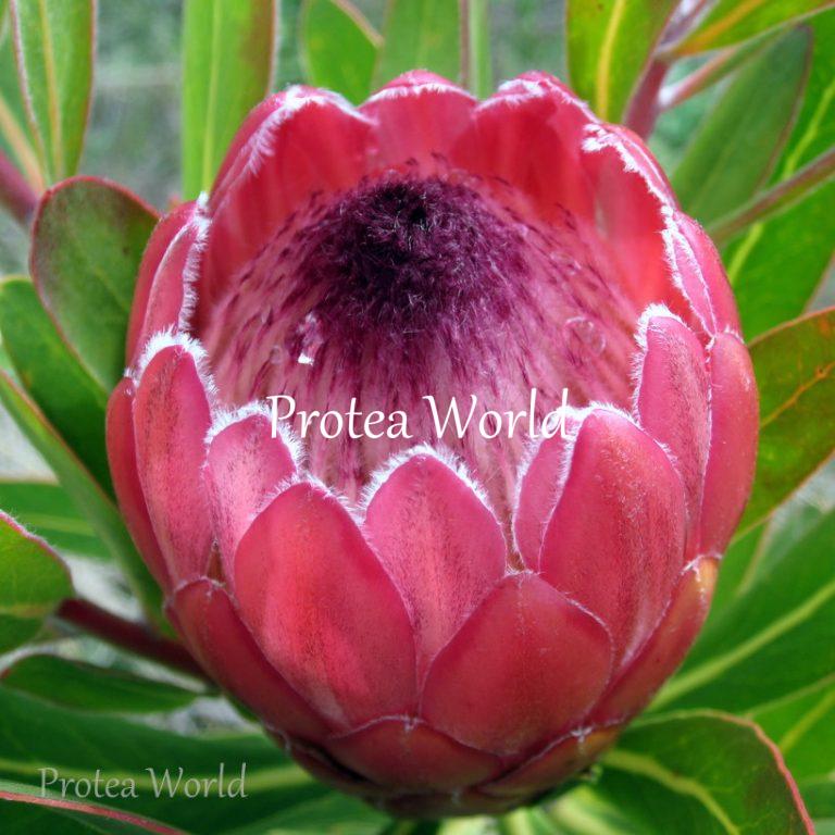 Protea Archives - Protea World