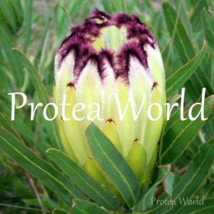 Protea Archives - Protea World