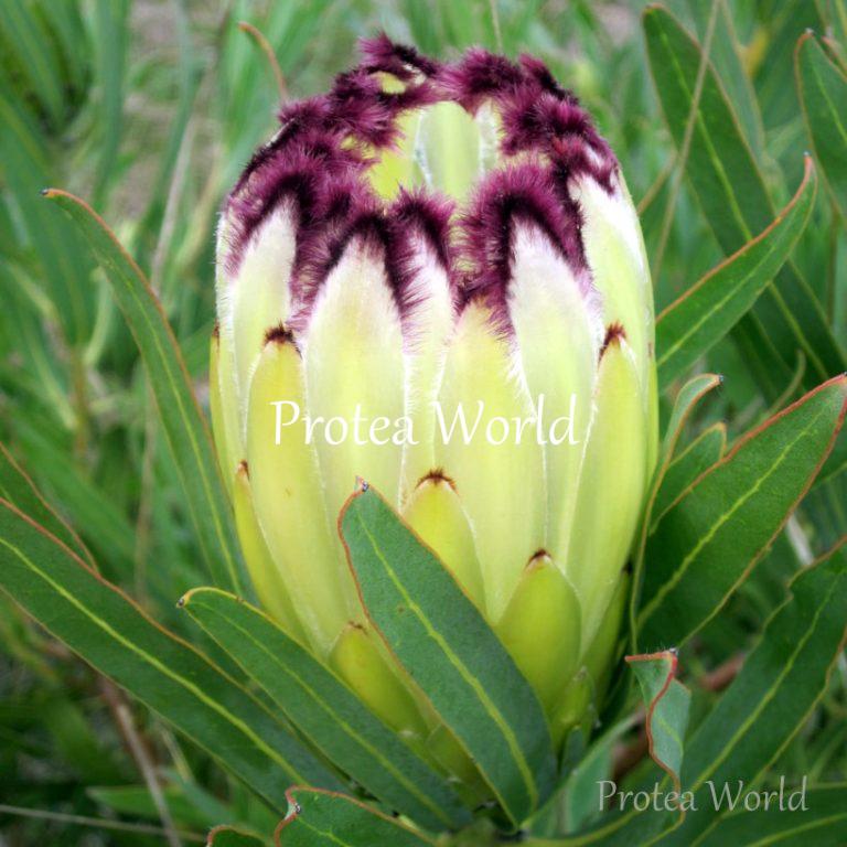 Protea Archives - Protea World