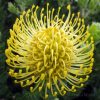 High Gold - Protea World