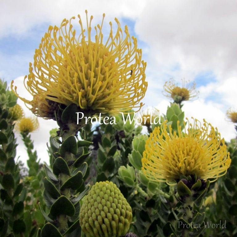 High Gold - Protea World