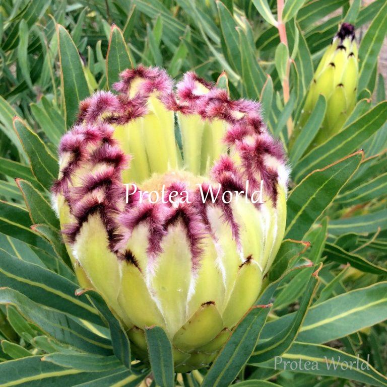 Limelight - Protea World