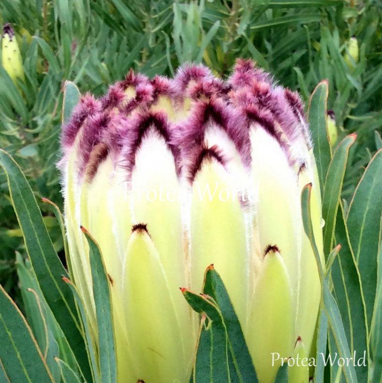 Limelight - Protea World