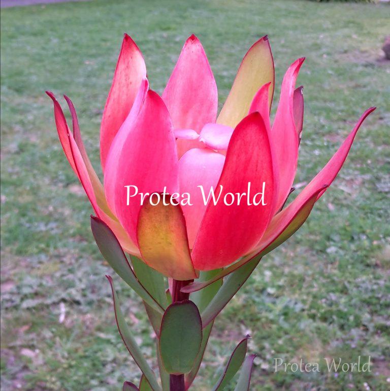 Leucadendron Archives - Protea World