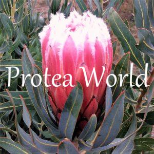 Polar Blush - Protea World