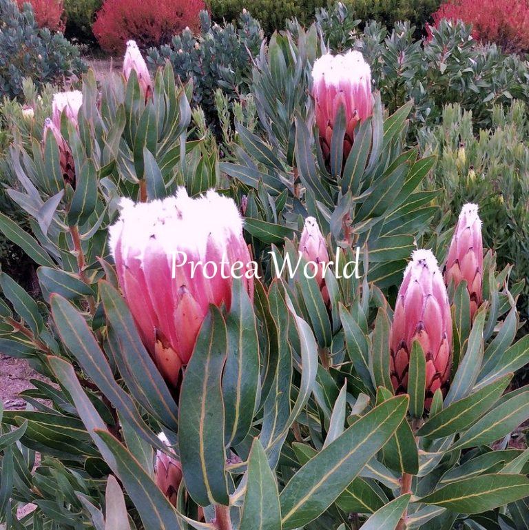 Polar Blush - Protea World