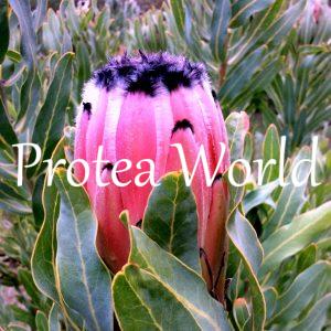 Pink Mink - Protea World