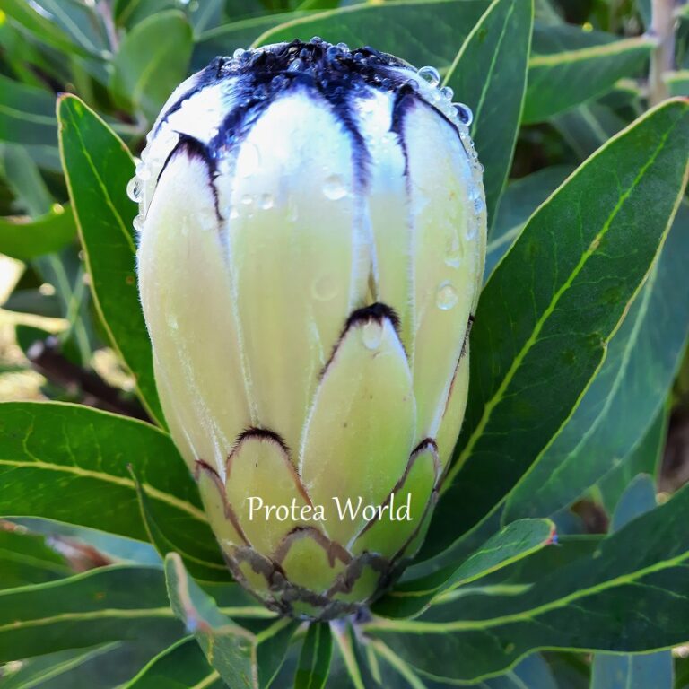Protea Archives - Protea World