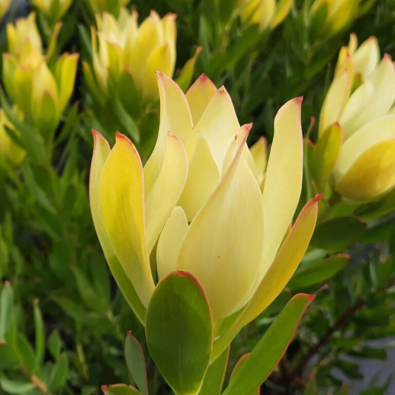 Leucadendron Archives - Protea World