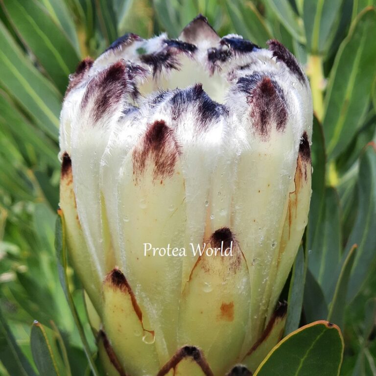 Protea Archives - Protea World